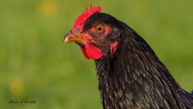 Breed Profile: Barnevelder Chicken - Backyard Poultry